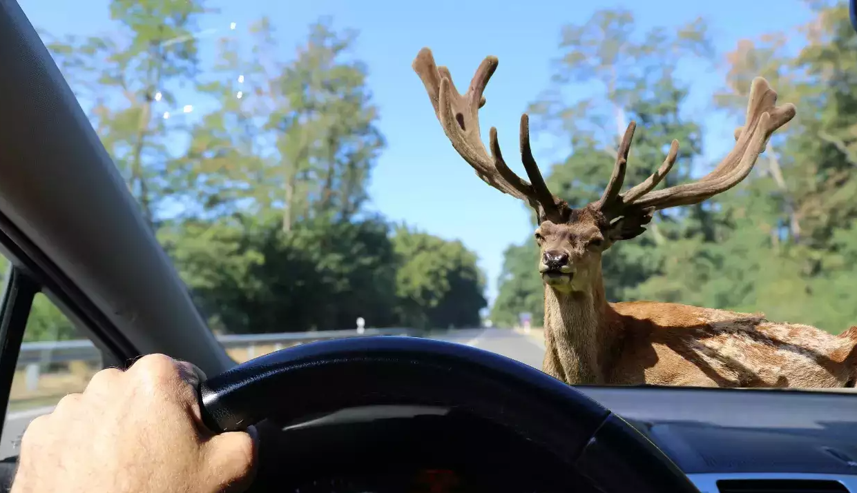 Florida Man Birthday December 29 - A Florida man purposely hit a deer ...